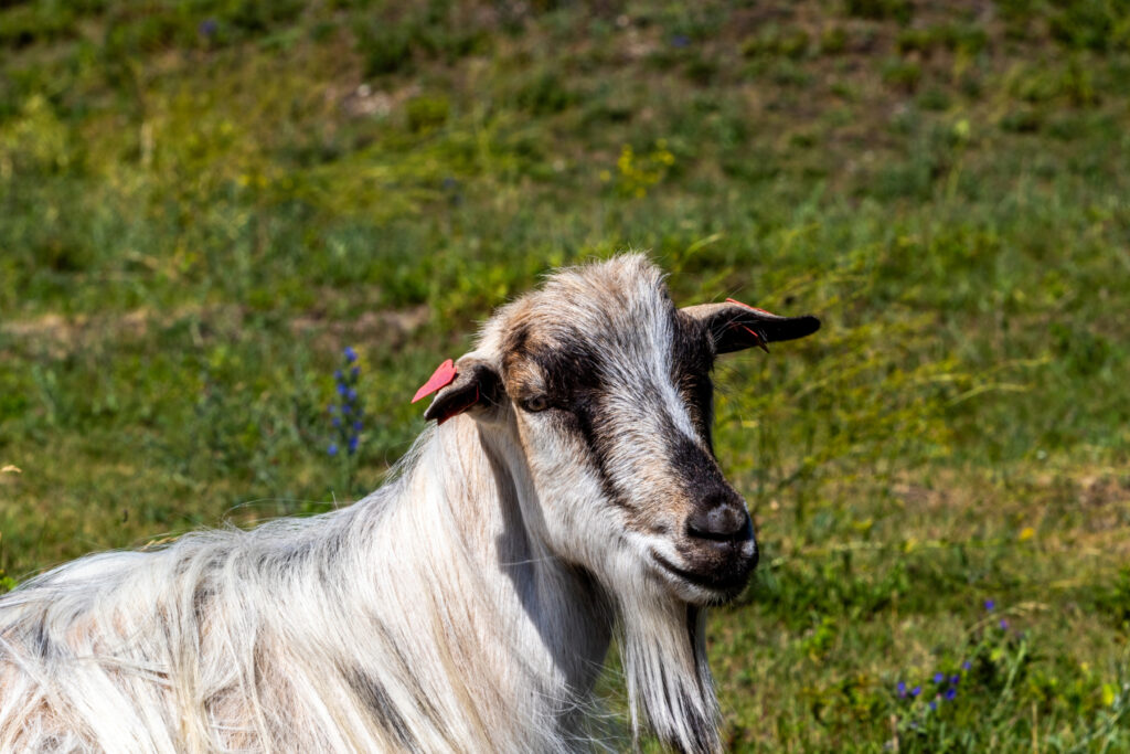 Goat Ear Tags and Other Types of Goat ID - Goat Journal